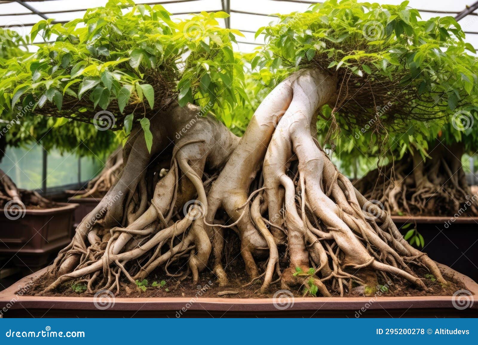 Intertwined Roots of Two Bonsai Trees in a Single Pot Stock Photo ...