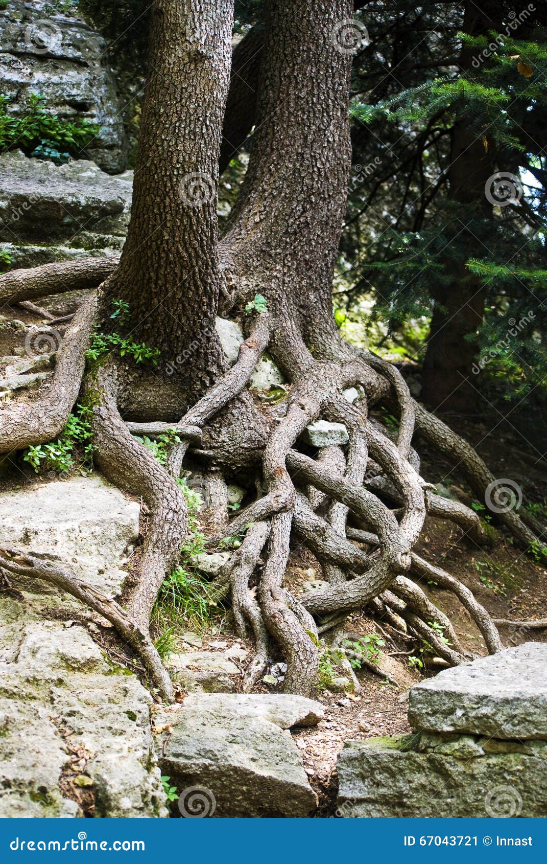 Intertwined Roots of the Two Pines Stock Image - Image of pine, organic ...