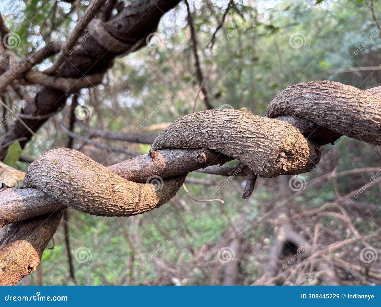 Intertwined Tree Branches Exhibiting Unique Natural Patterns Stock ...