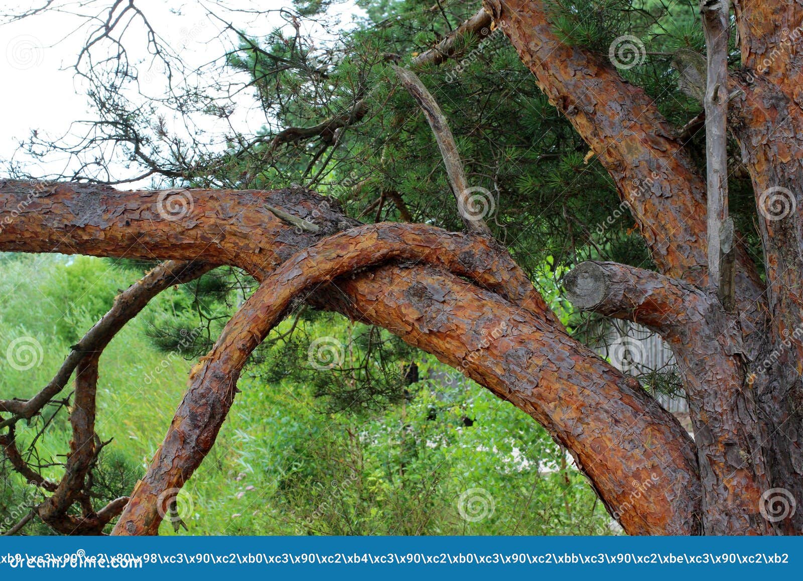 Intertwined Tree Branches of an Unusual Shape Stock Photo - Image of ...