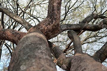 Intertwined Tree Limbs in Africa Stock Image - Image of vertical, woods ...