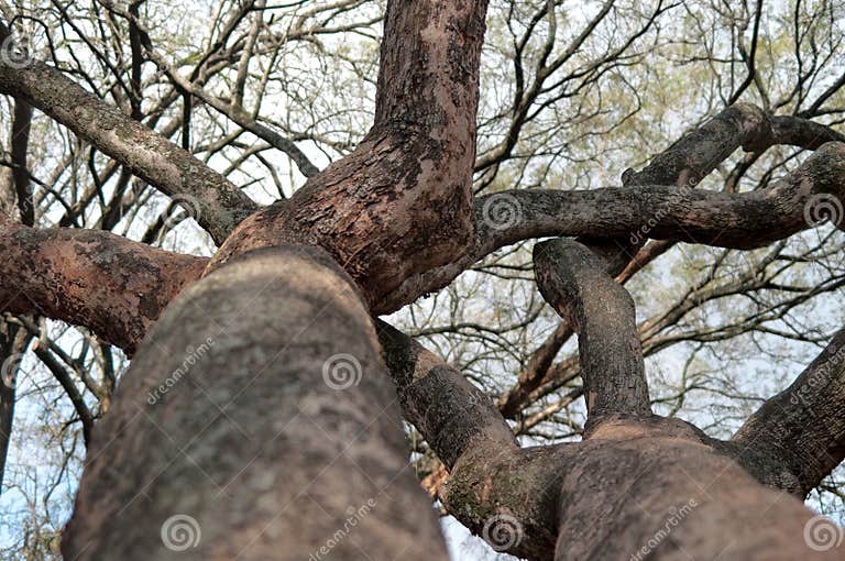 Intertwined Tree Limbs in Africa Stock Image - Image of vertical, woods ...