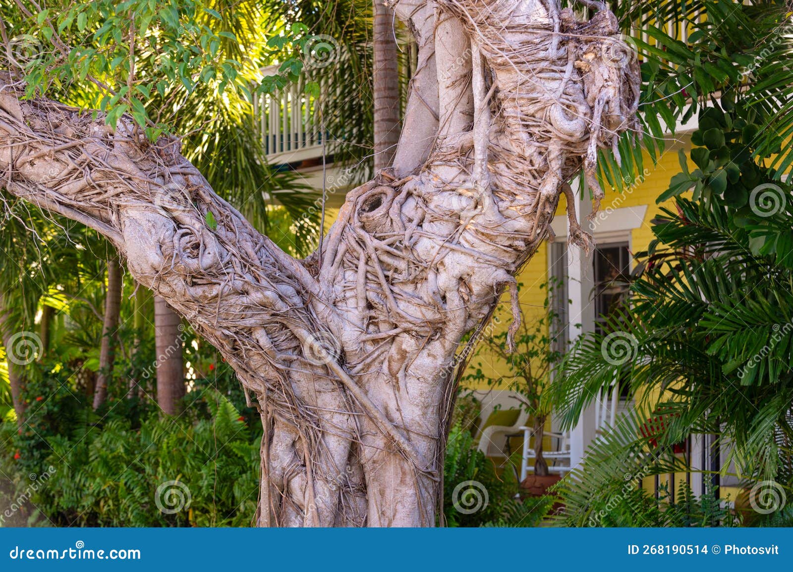 Intertwined Tree Nature. Intertwined Tree in the Forest. Intertwined ...