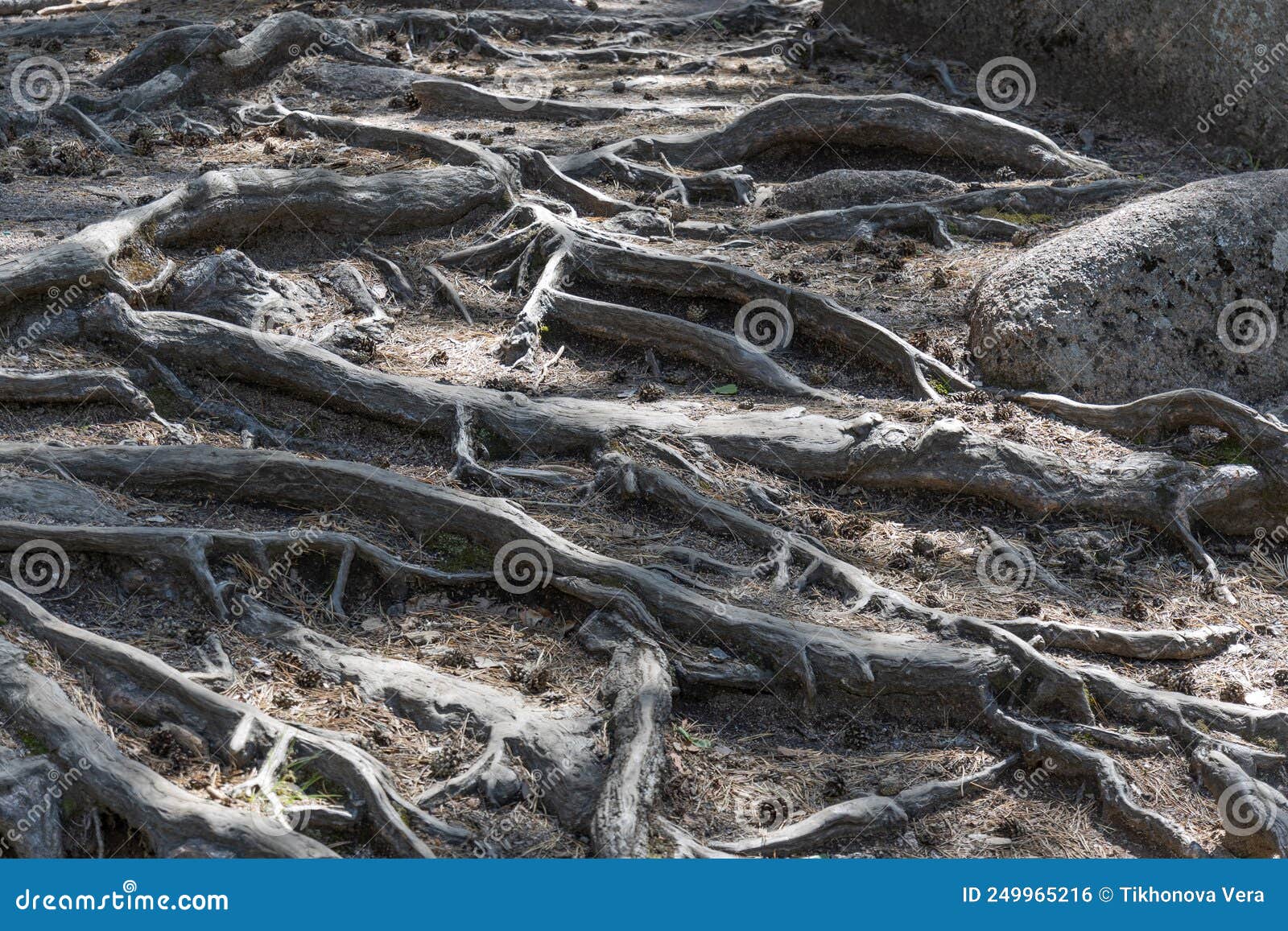Twisted Tree Roots in the Forest Stock Photo - Image of mist, outdoor ...