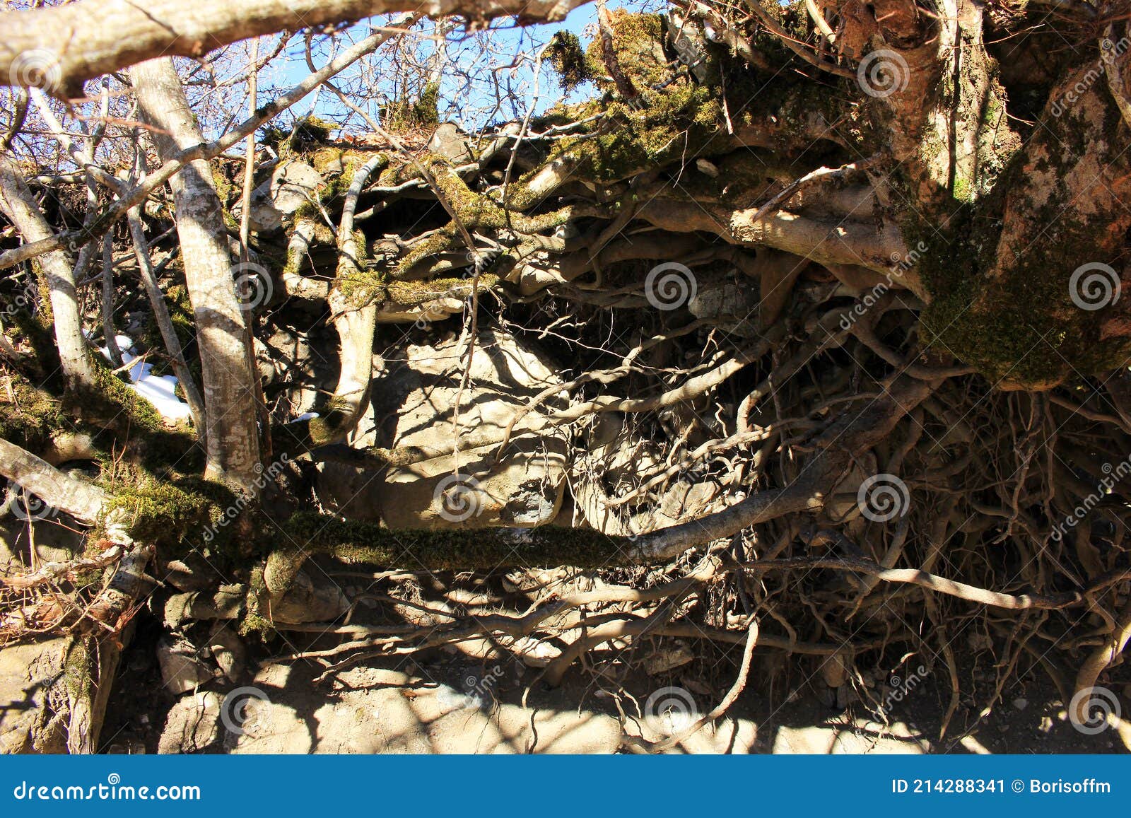 Intertwined Tree Roots in the Forest Stock Image - Image of intertwined ...