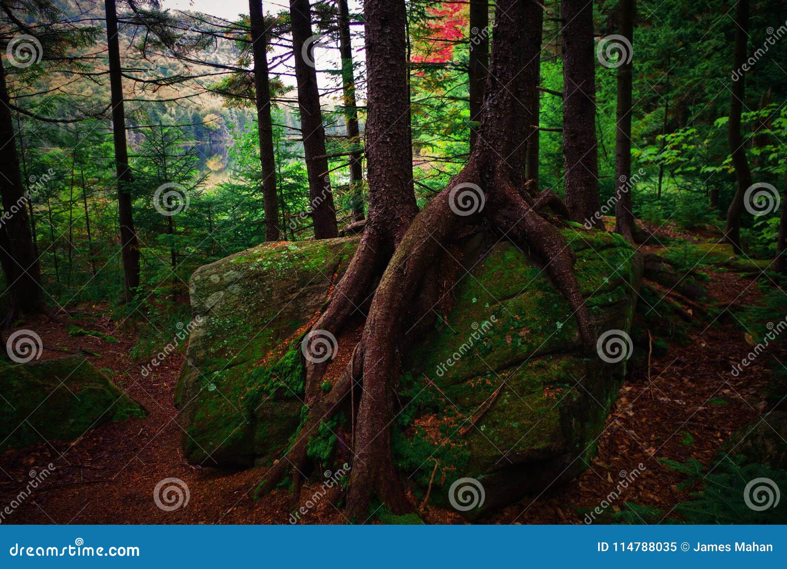 Intertwined Tree Roots Growing on Boulder in the Adirondack Mountains ...