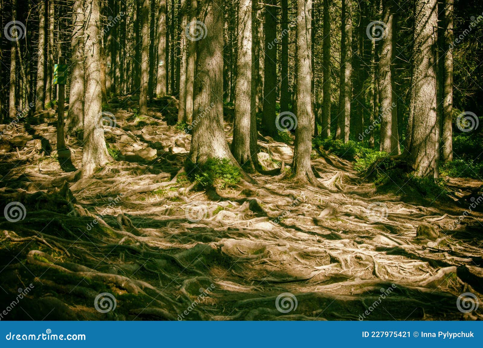 Intertwined Tree Roots on the Surface of the Soil on the Slope of the ...