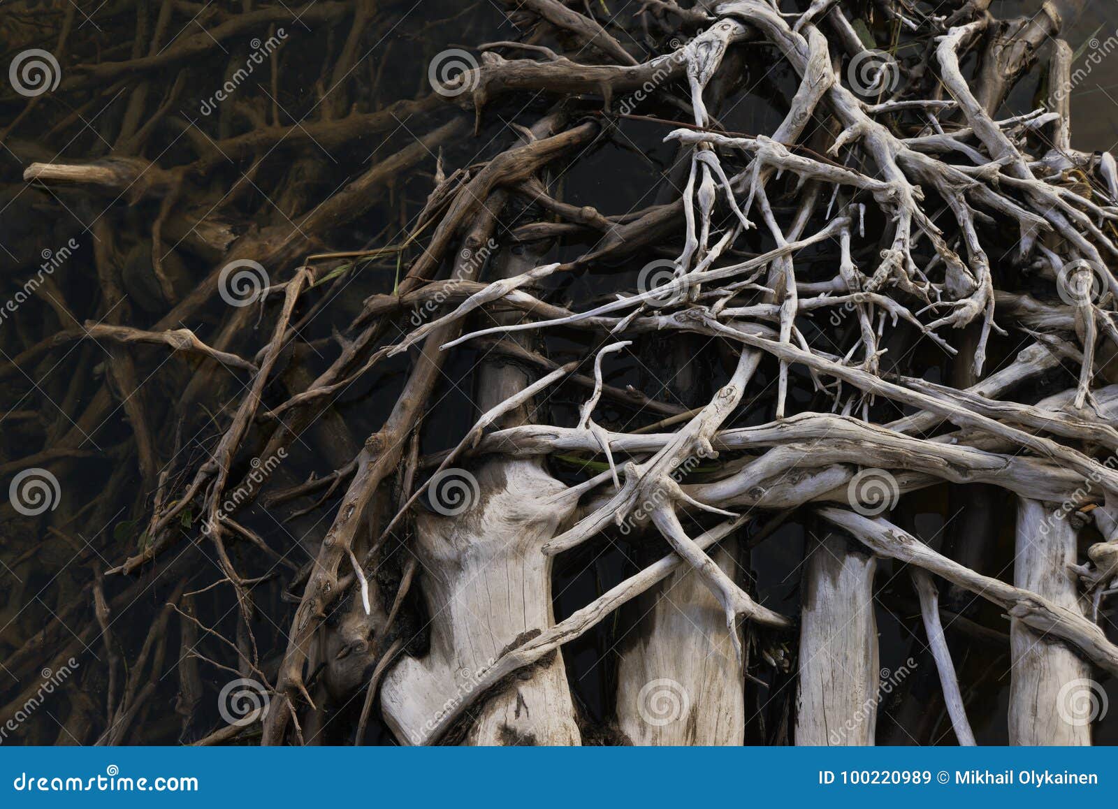 Intertwined Tree Roots in Water Stock Image - Image of nature, ecology ...