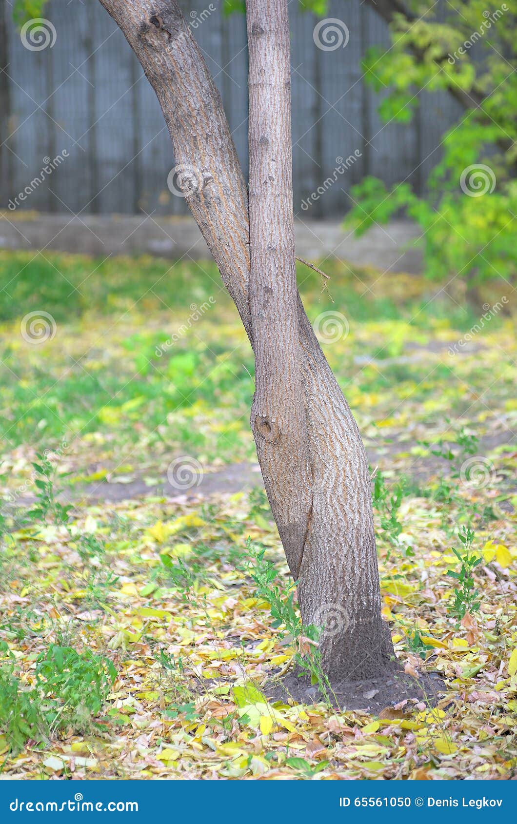 Intertwined tree trunks stock photo. Image of intertwined - 65561050