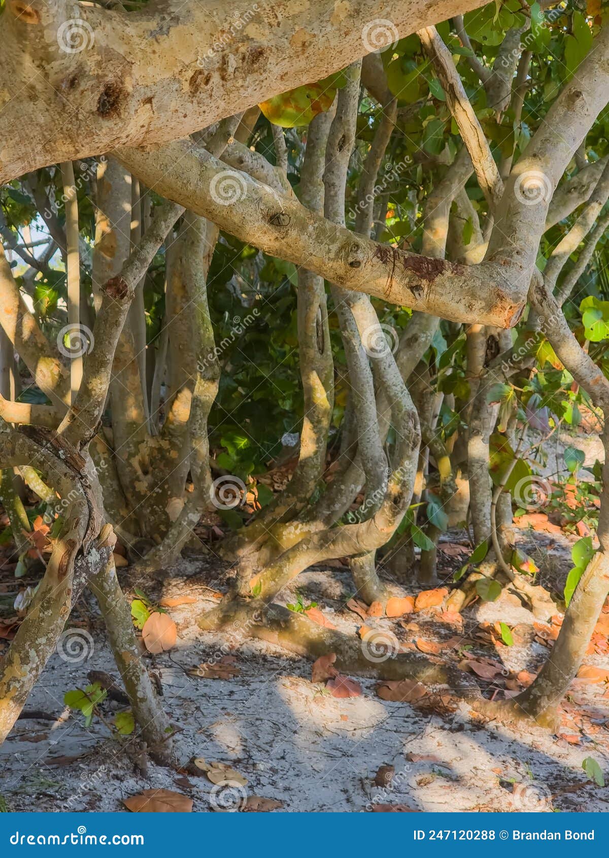Intertwined Tree Trunks stock photo. Image of trunk - 247120288