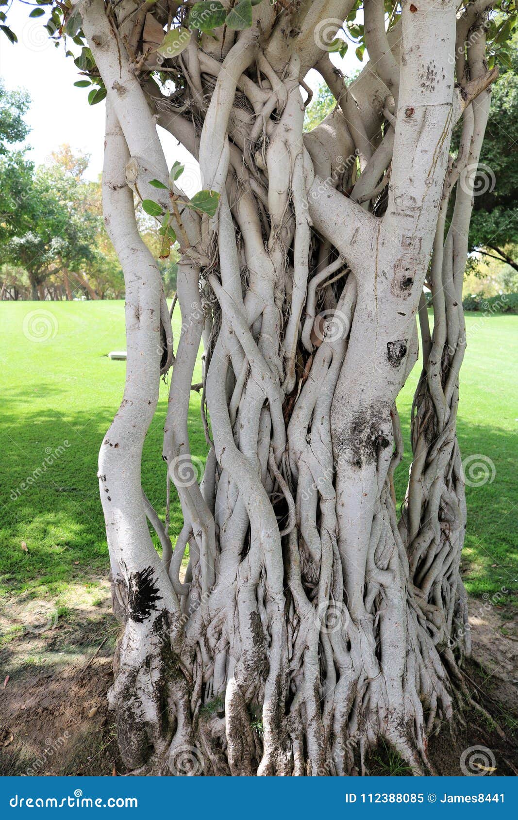 Intertwined tree trunks. stock image. Image of beak - 112388085