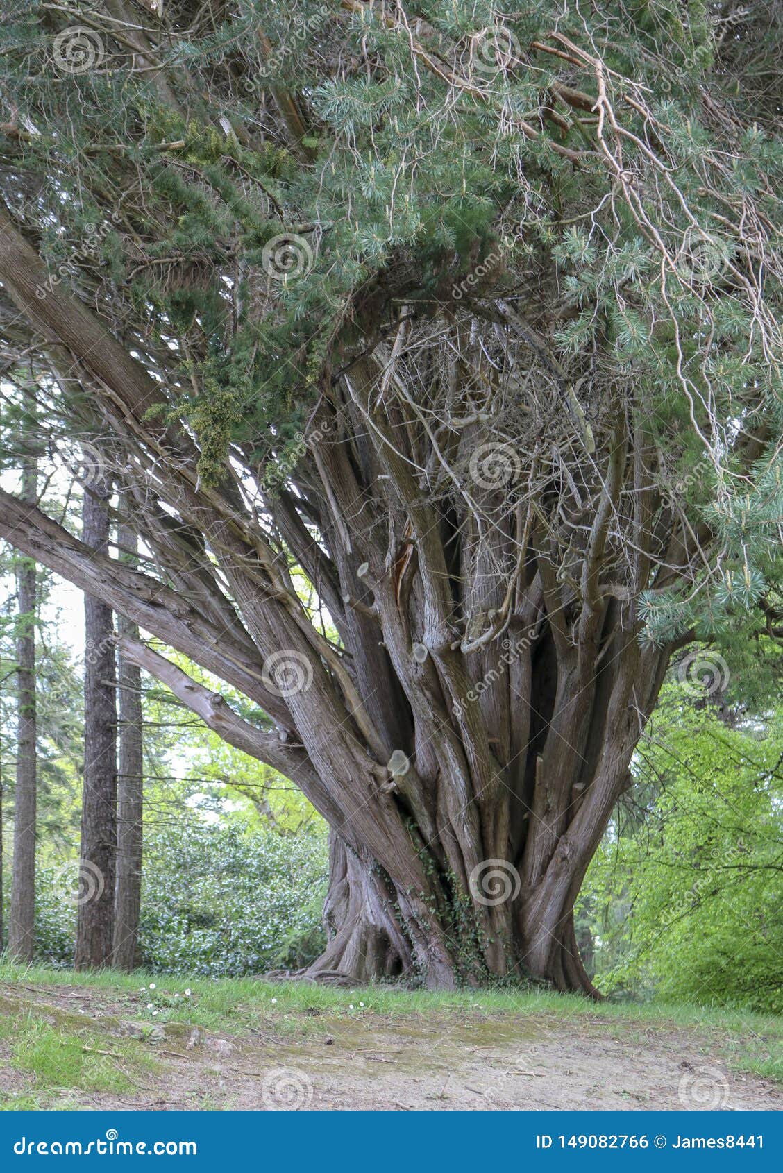 Intertwined tree trunks stock photo. Image of light - 149082766