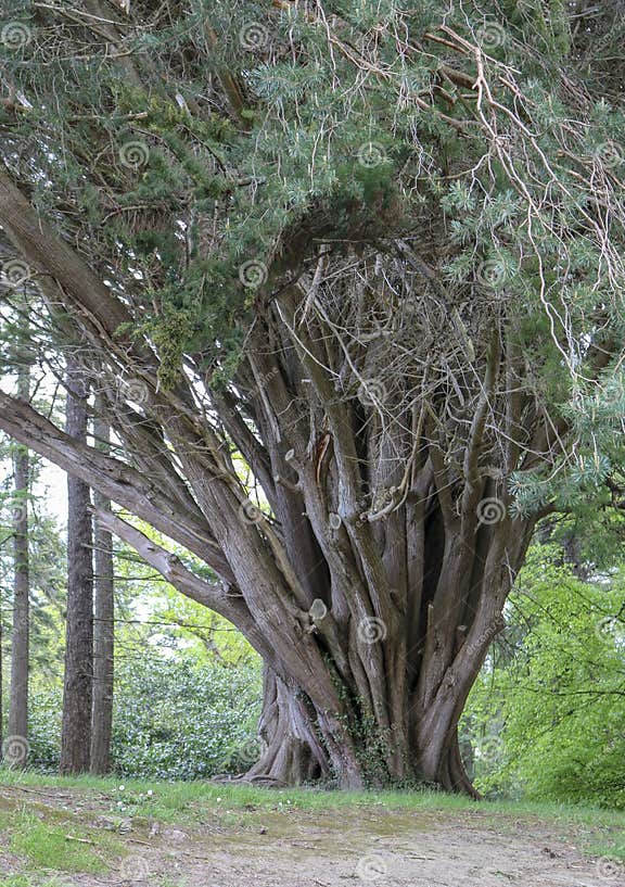 Intertwined tree trunks stock photo. Image of light - 149082766