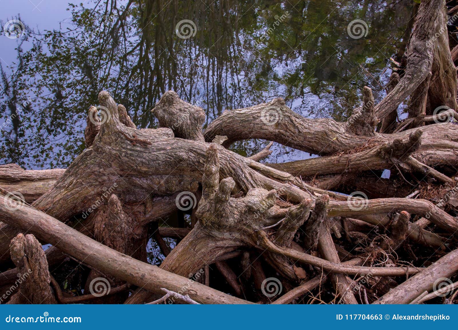Lake Shore. Old Twisted Trunk. Reflection on the Water Surface. Stock ...