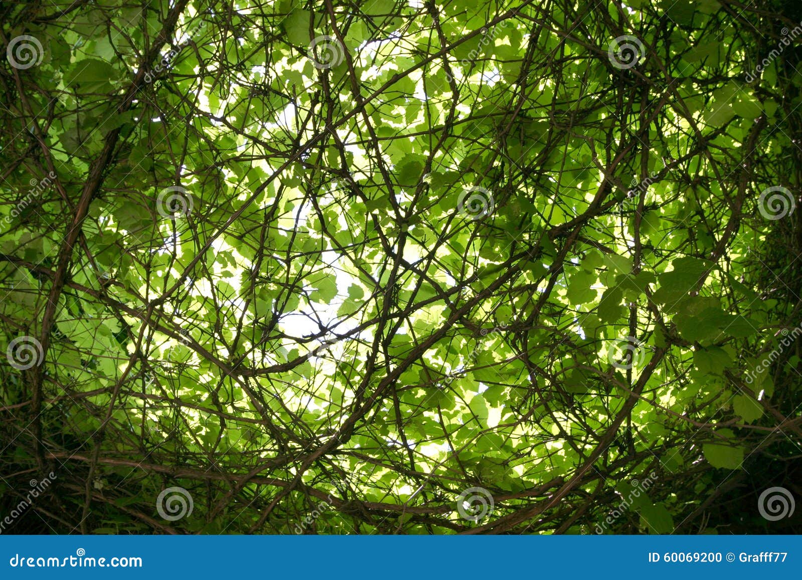 The intertwining branches stock photo. Image of closeup - 60069200