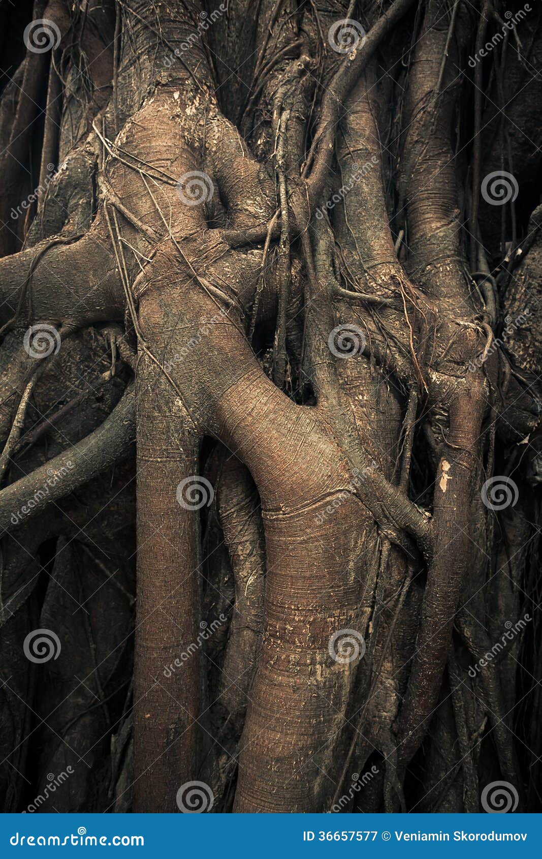 Intertwining Trunks and Roots of Trees Stock Image - Image of forest ...