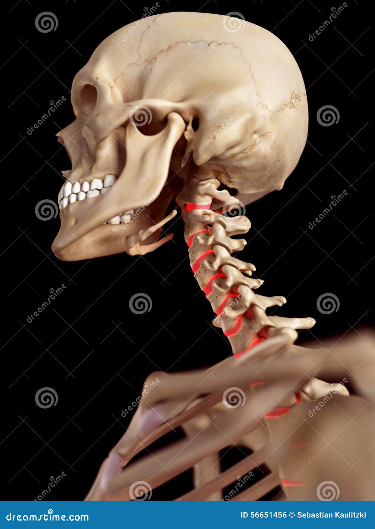 The intervertebral discs stock illustration. Illustration of anatomy ...