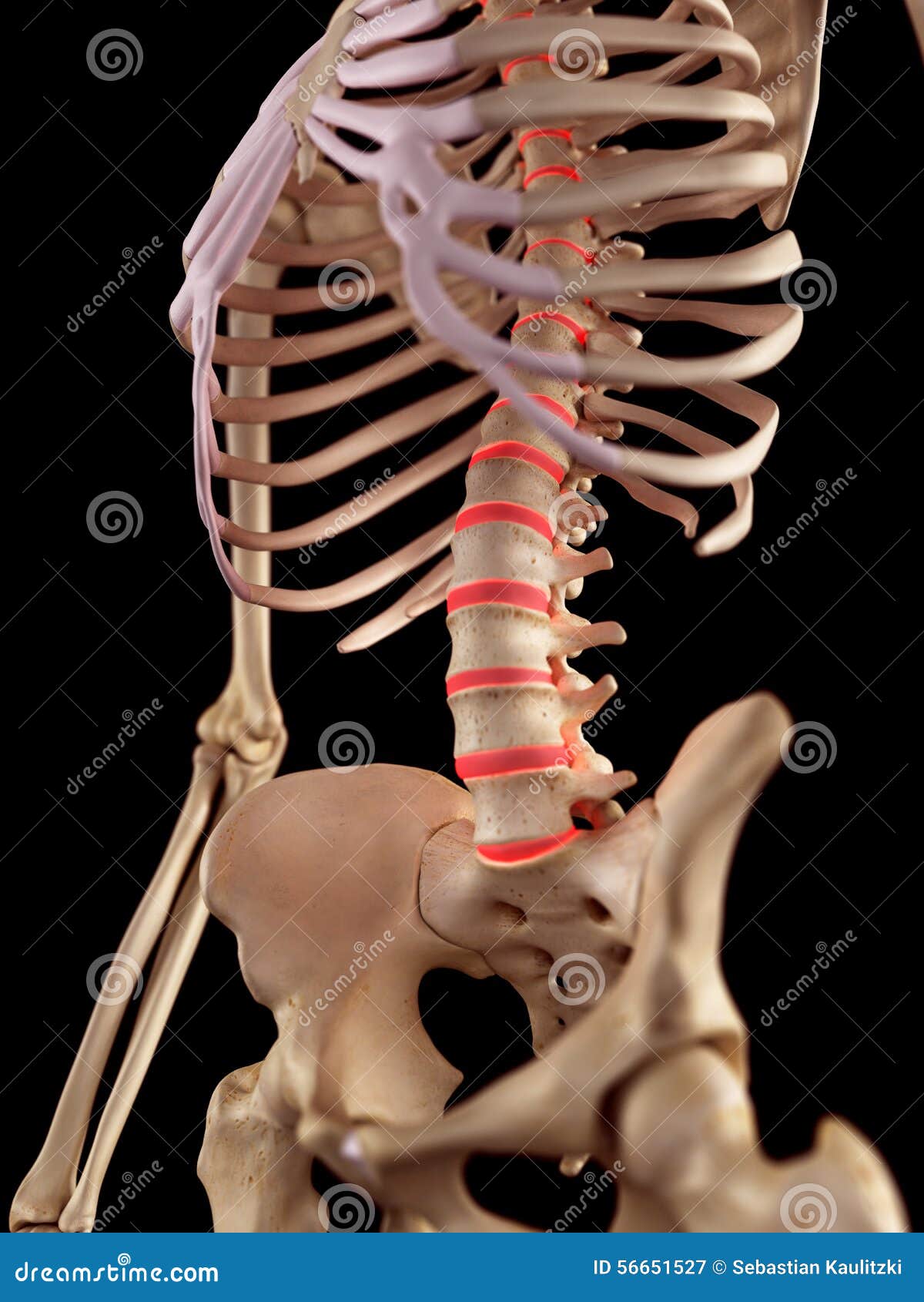 The intervertebral discs stock illustration. Illustration of skeletal ...
