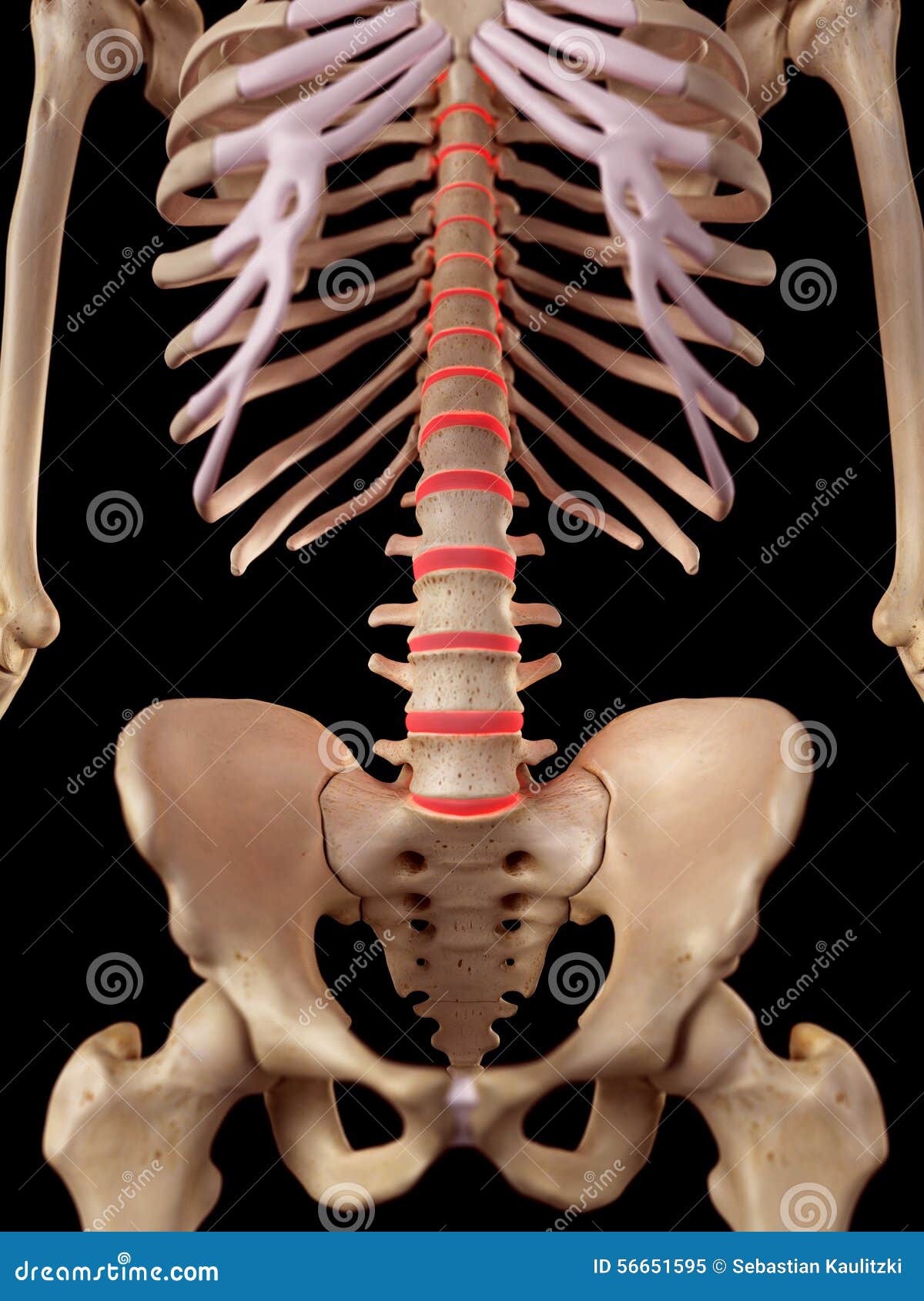 The intervertebral discs stock illustration. Illustration of lumbar ...