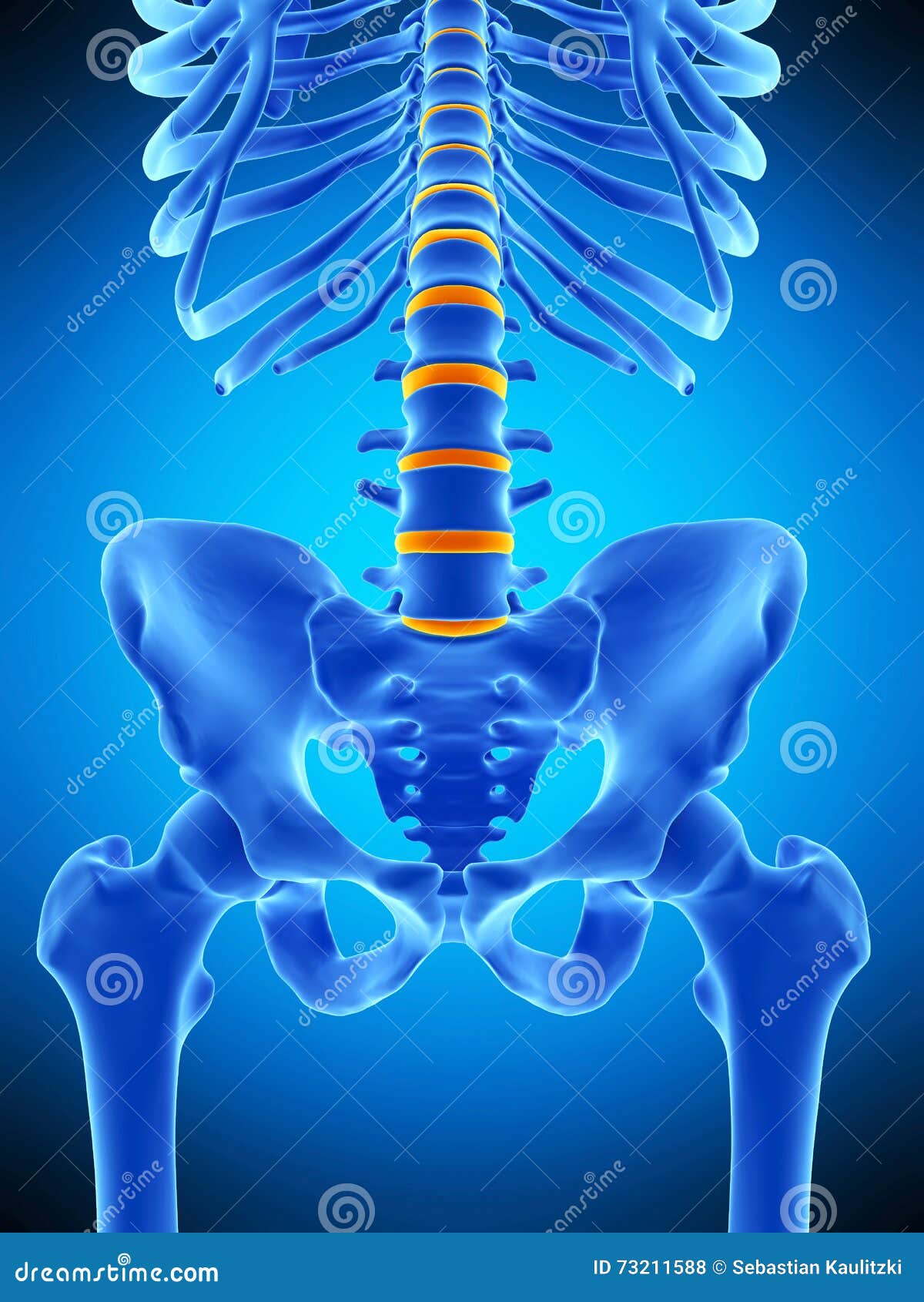 The intervertebral discs stock illustration. Illustration of medical ...