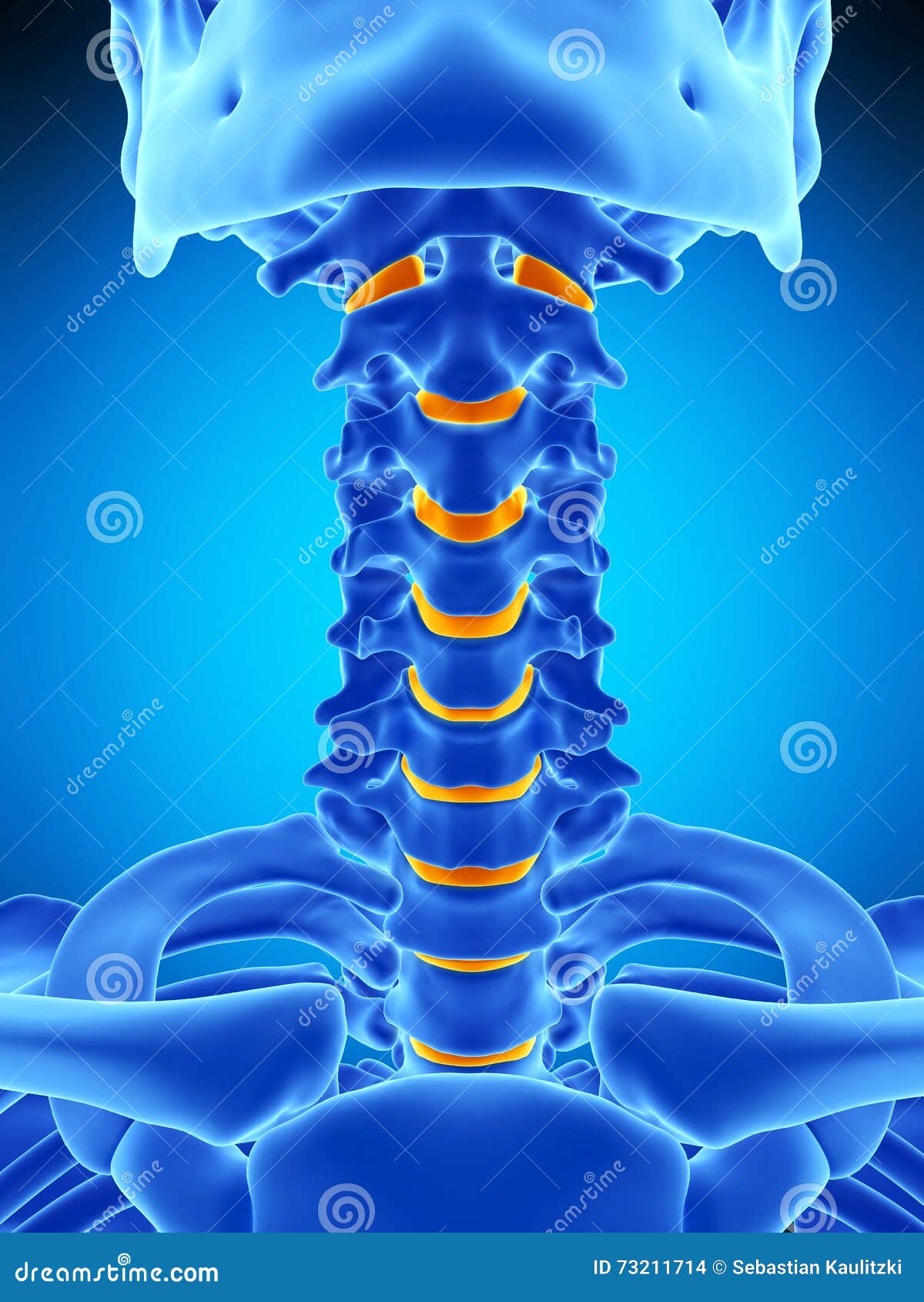 The intervertebral discs stock illustration. Illustration of physiology ...