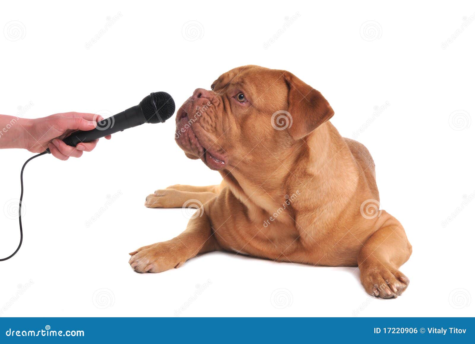 Interview with a dog stock photo. Image of musician, learning - 17220906
