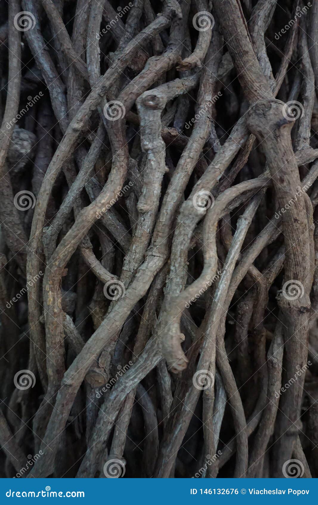 The Interweaving of Branches of Trees Stock Photo - Image of organic ...