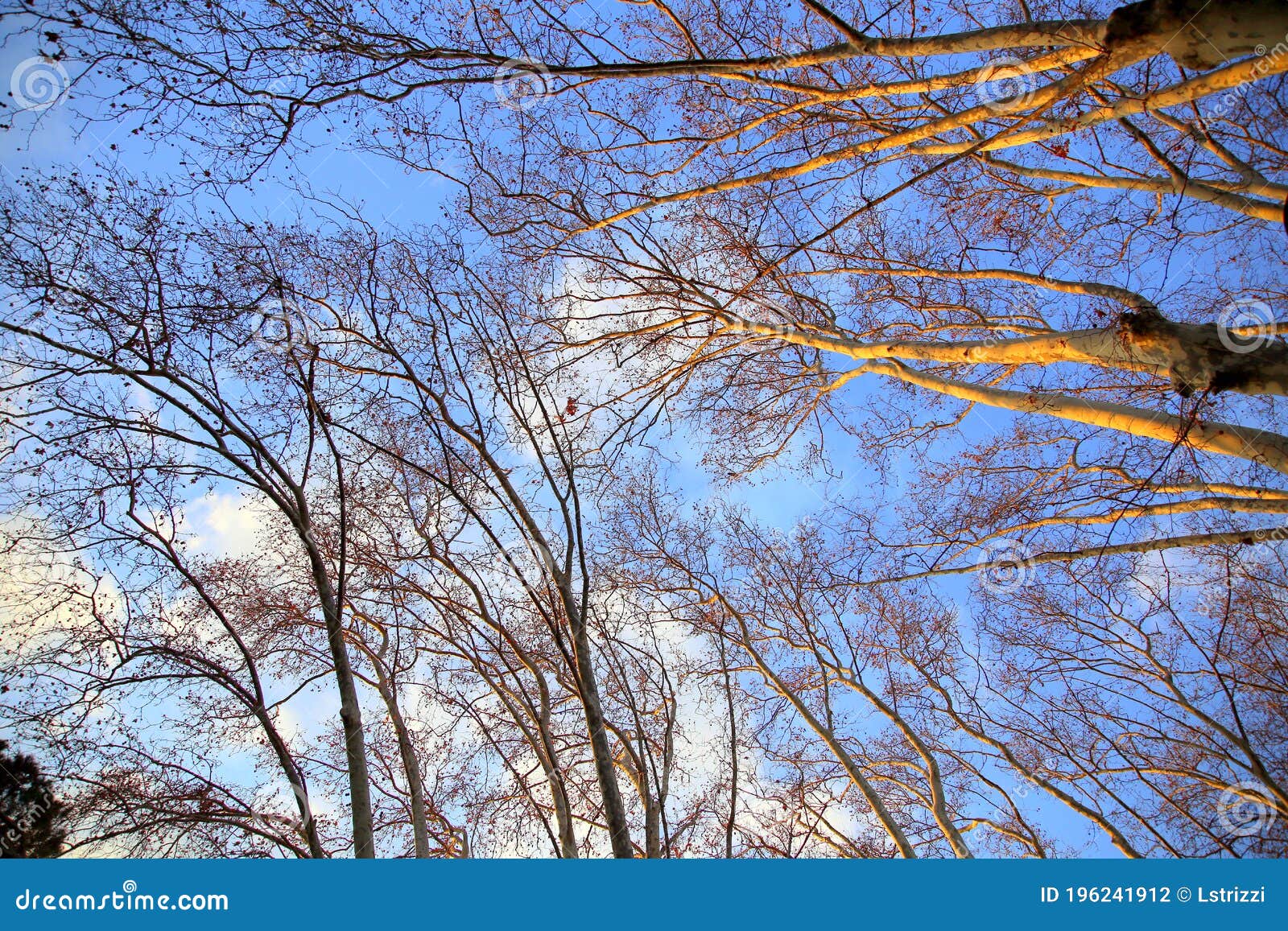 Interweaving of Branches and Trunks Under a Blue Sky Stock Photo ...
