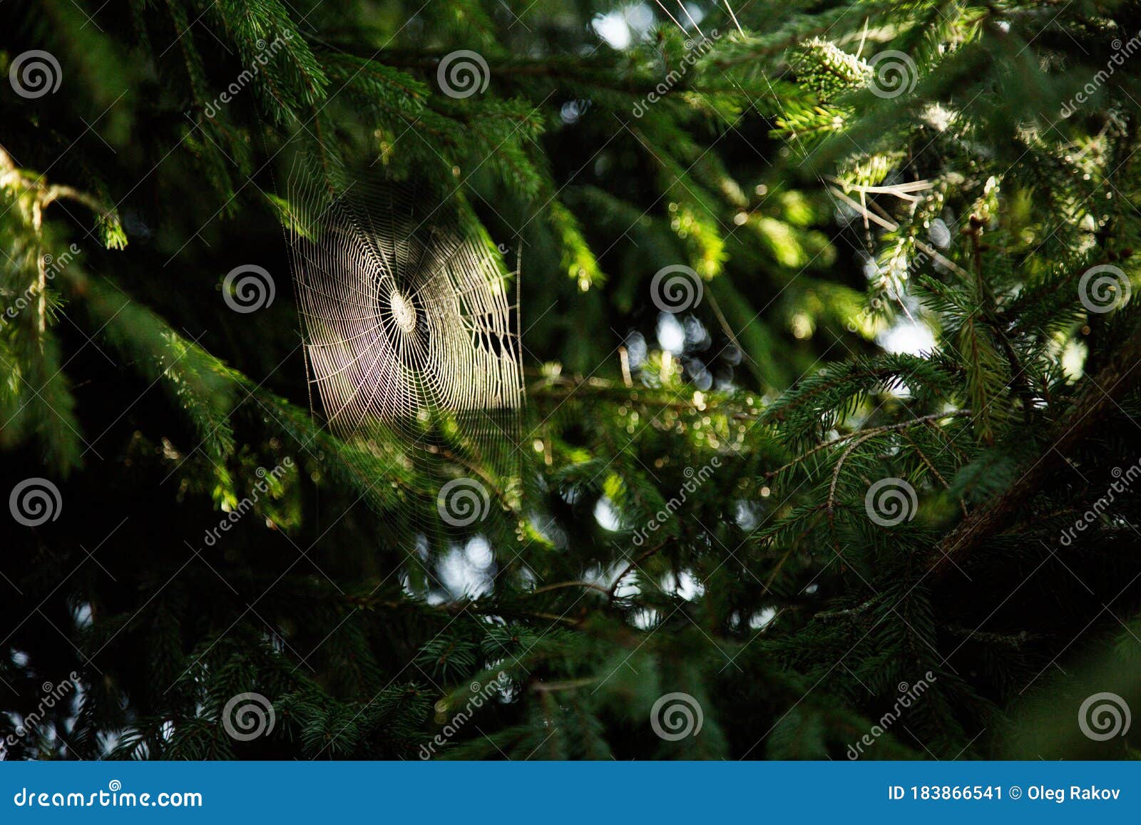 Spider Web on the Branches of Spruce. Stock Image - Image of summer ...