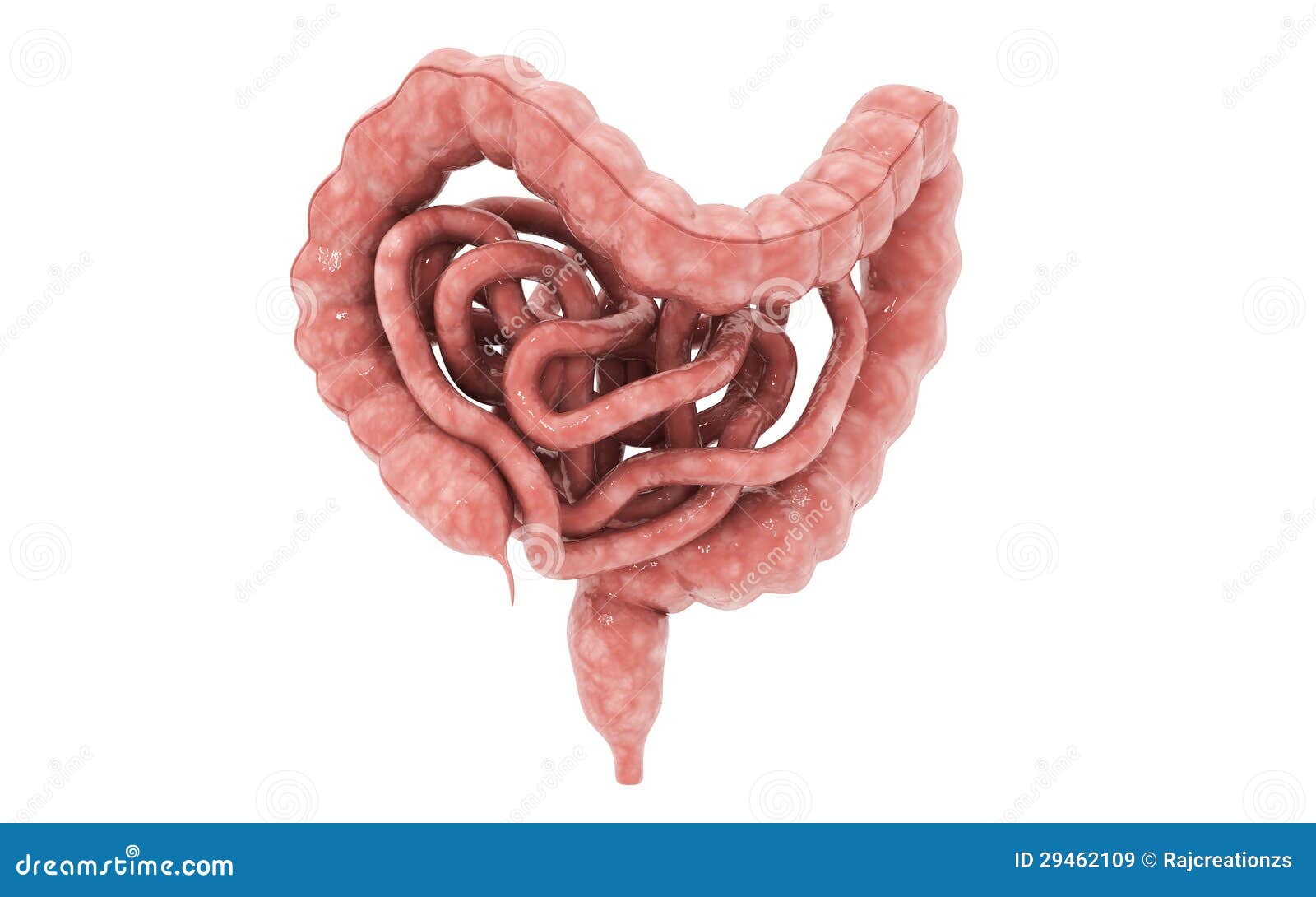 Intestin illustration stock. Illustration du closeup - 29462109