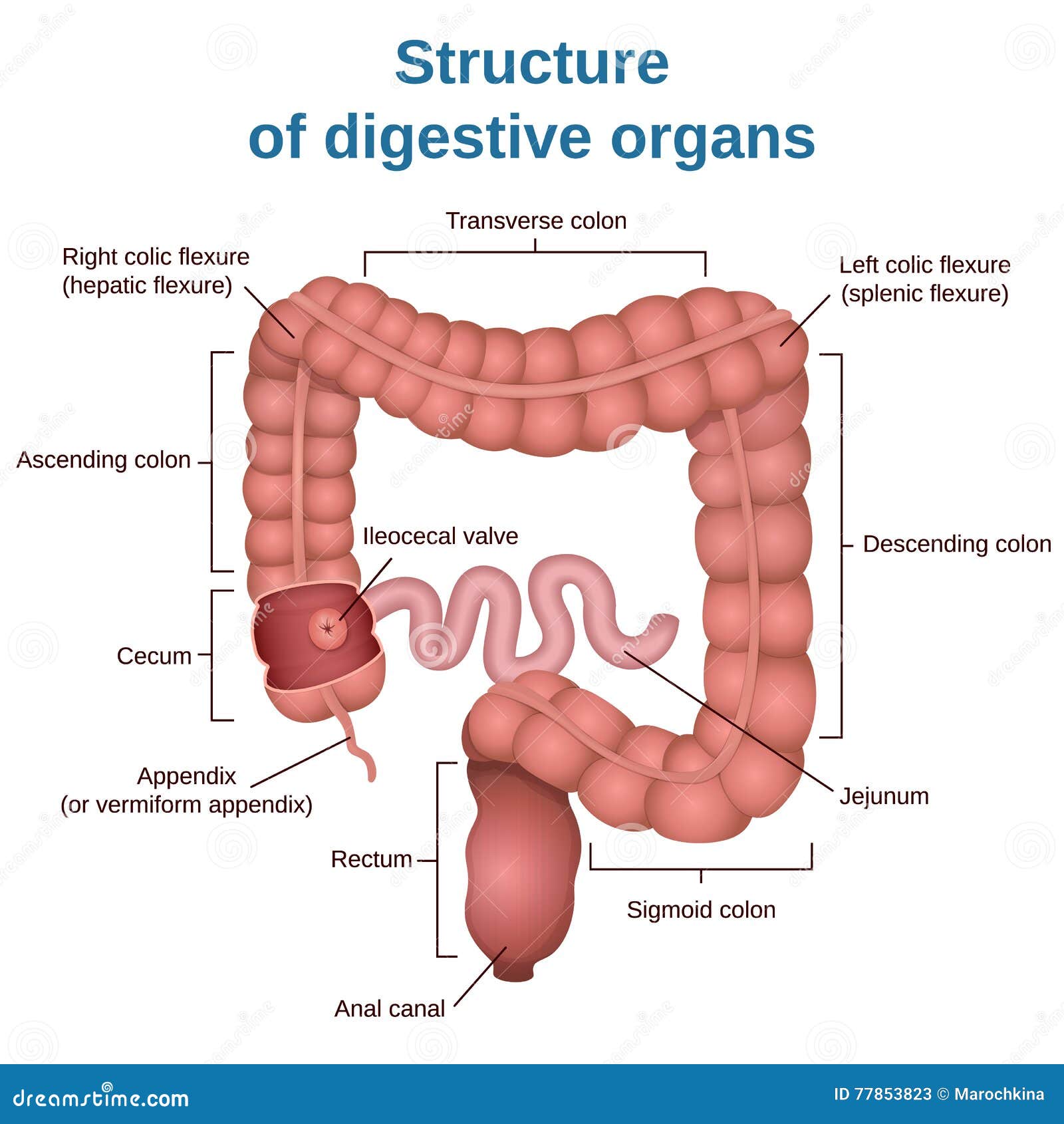 Intestin D'image De Tube Digestif Illustration de Vecteur ...