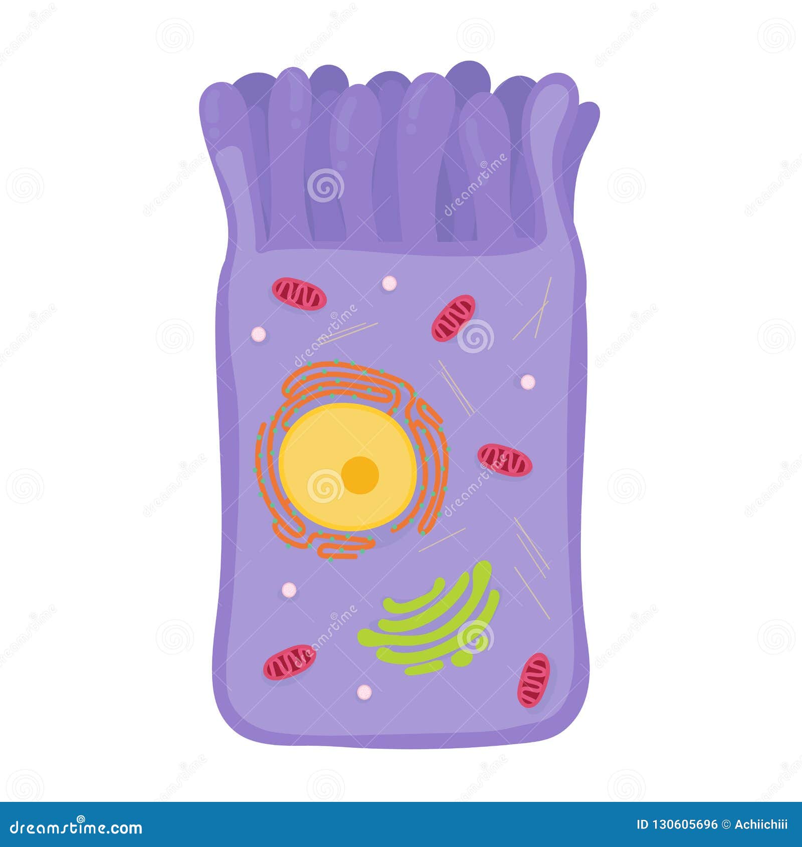 The intestinal cell stock vector. Illustration of science - 130605696