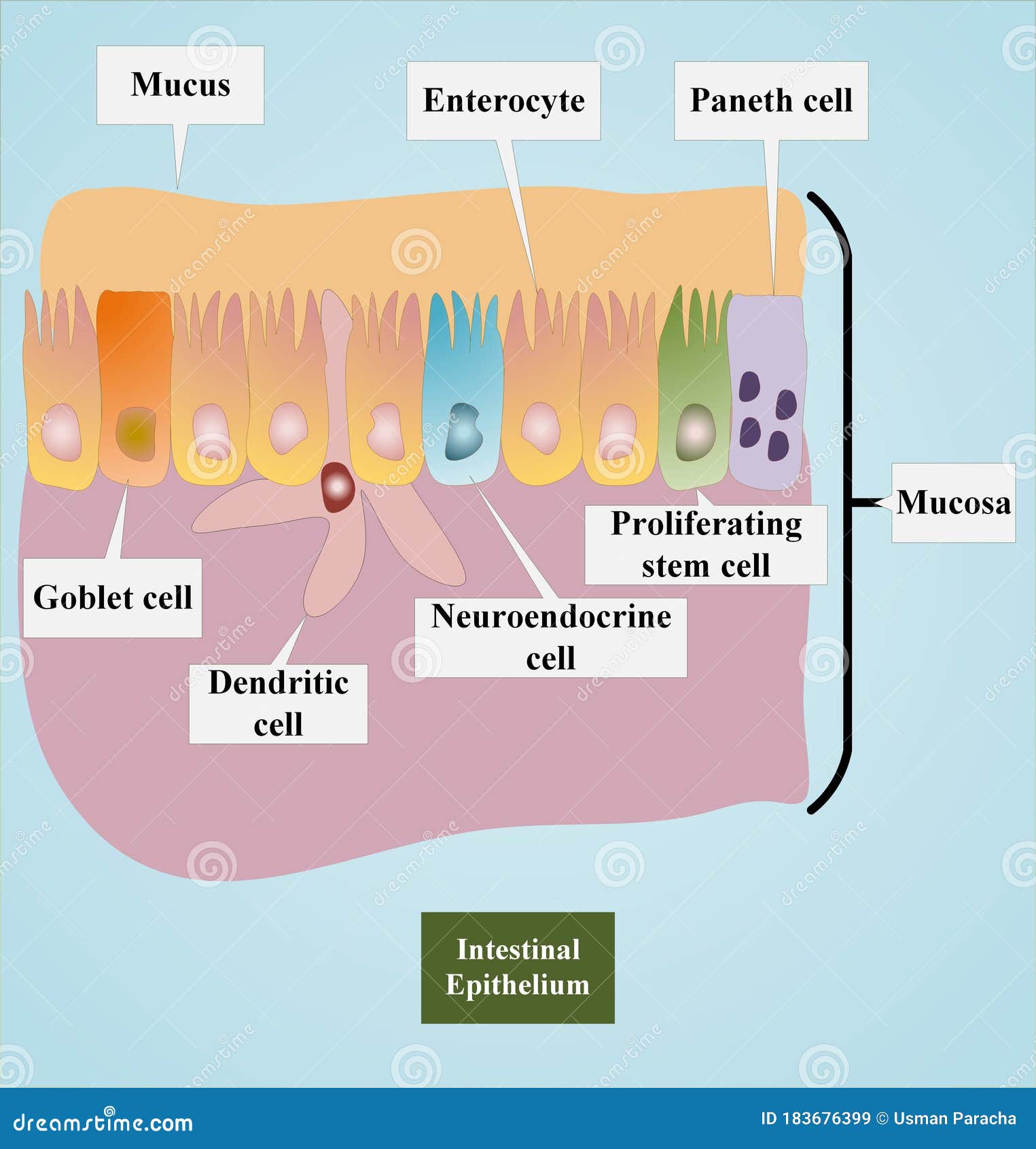 Intestinal Epithelium Showing Enterocytes And Other Cells Stock Image ... Intestinal Epithelium Showing Enterocytes And Other Cells Stock Image ...