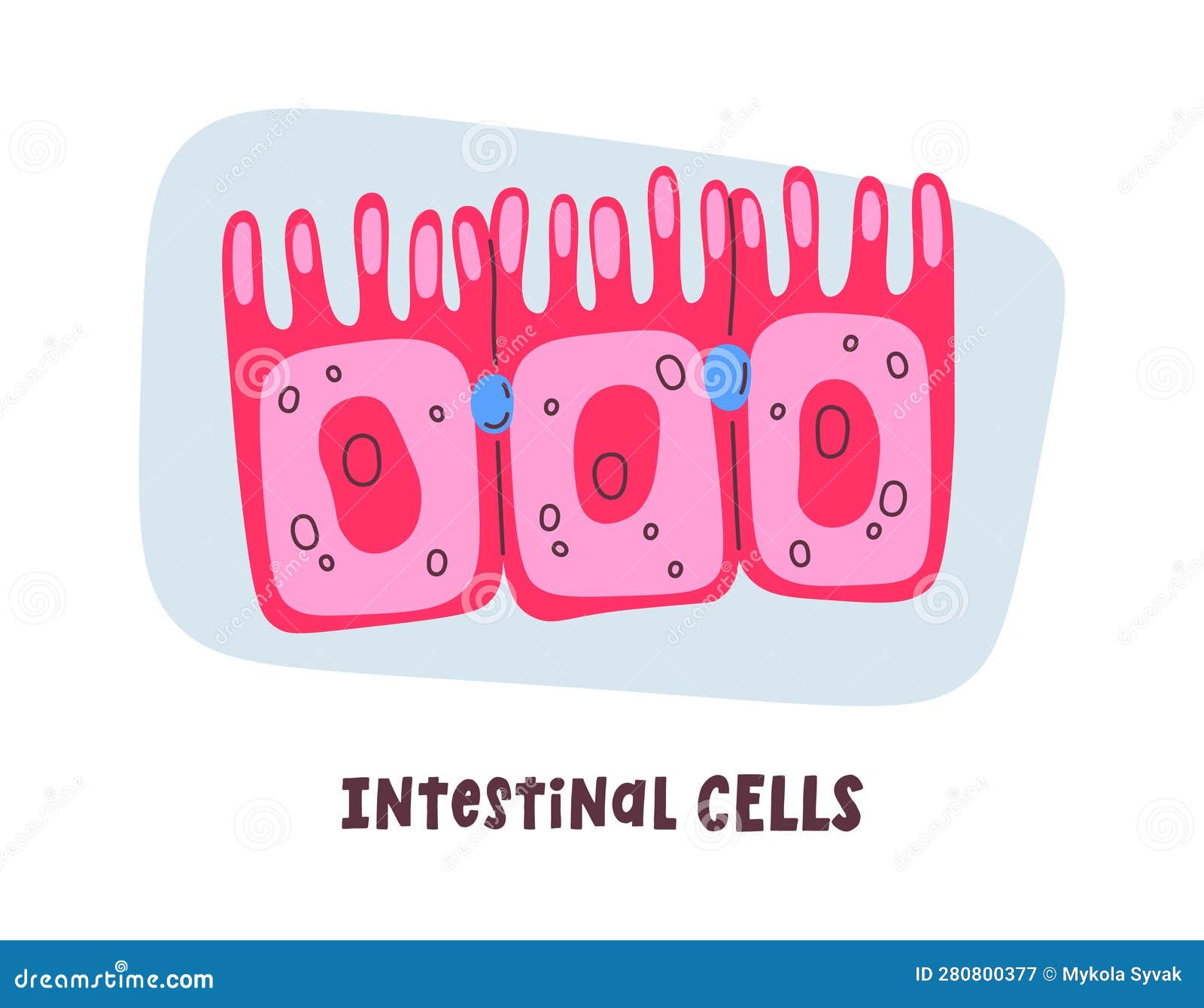 Intestinal Human Cells stock illustration. Illustration of biology ...