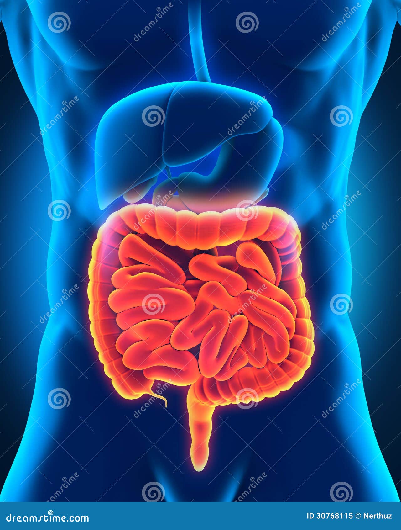 Intestinal Internal Organs Stock Illustrations – 793 Intestinal ...