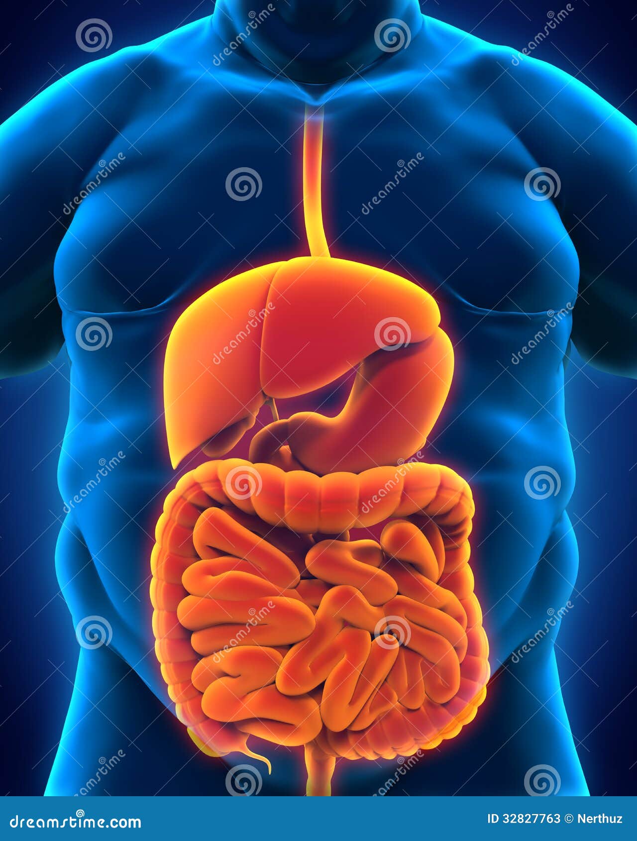 Intestinal Internal Organs of Overweight Body Stock Illustration ...