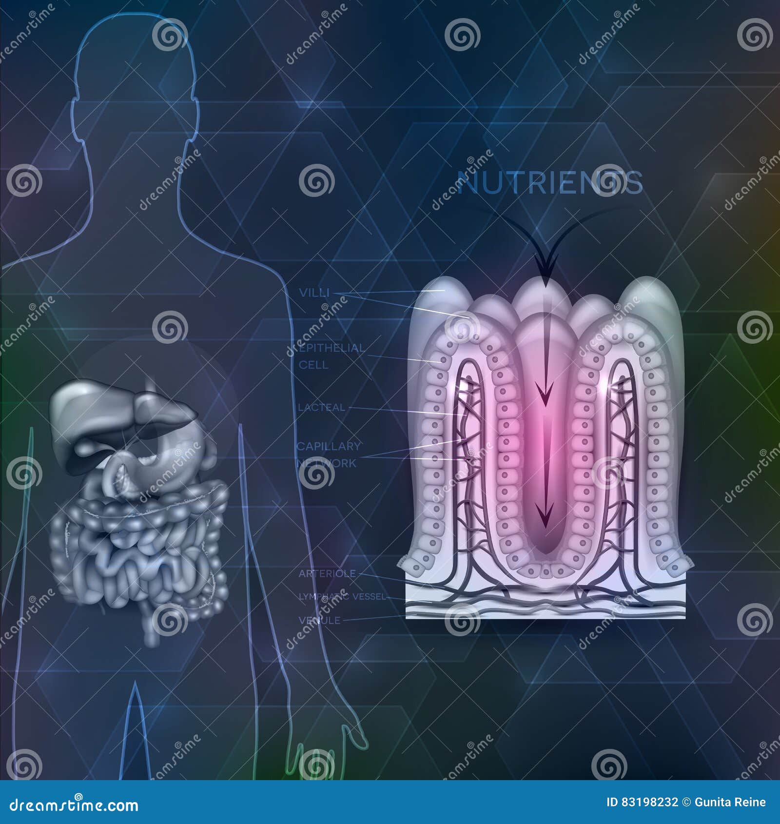 Intestinal lining stock vector. Illustration of abstract - 83198232