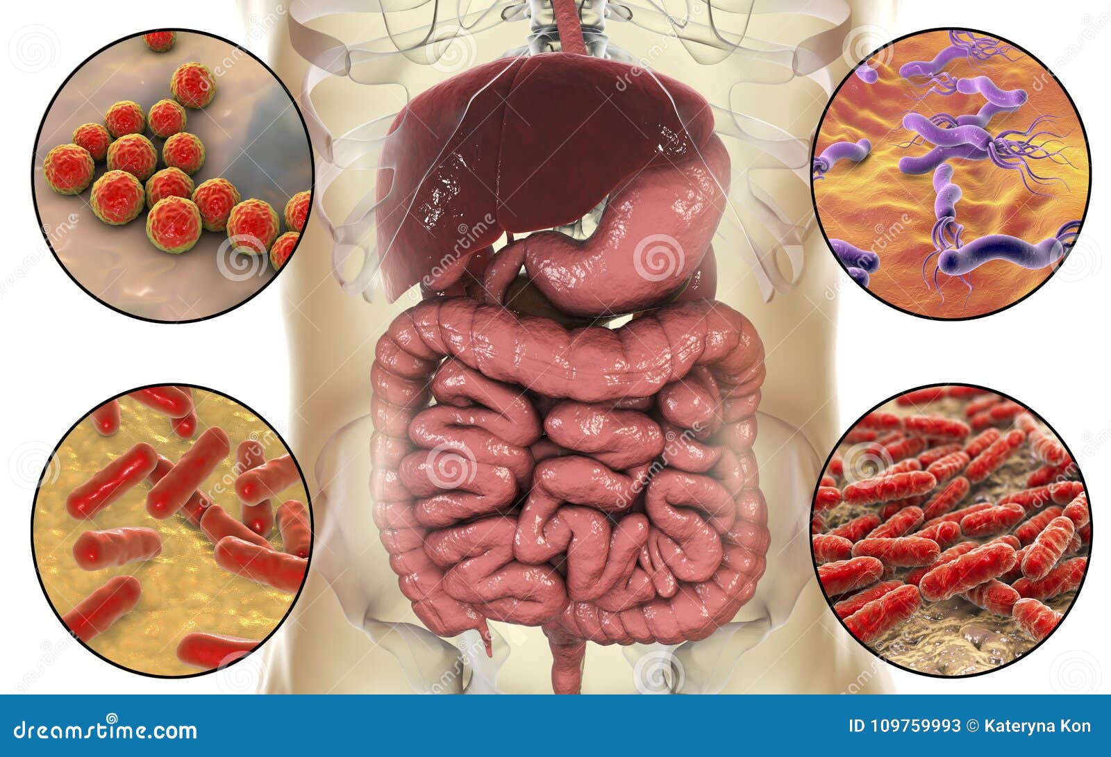 Intestinal Microbiome, Bacteria Colonizing Different Parts of Digestive ...