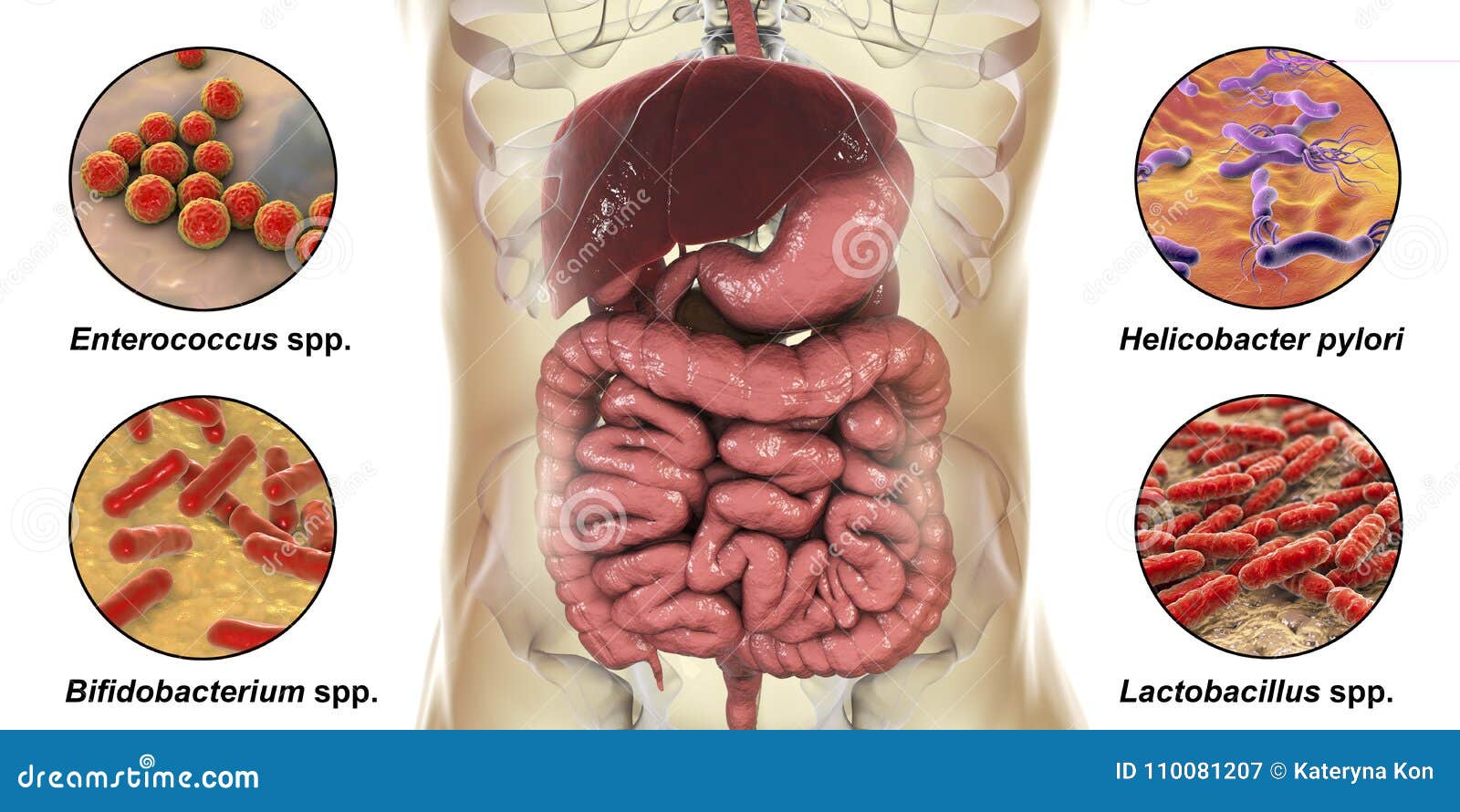 Intestinal Microbiome, Bacteria Colonizing Different Parts of Digestive ...