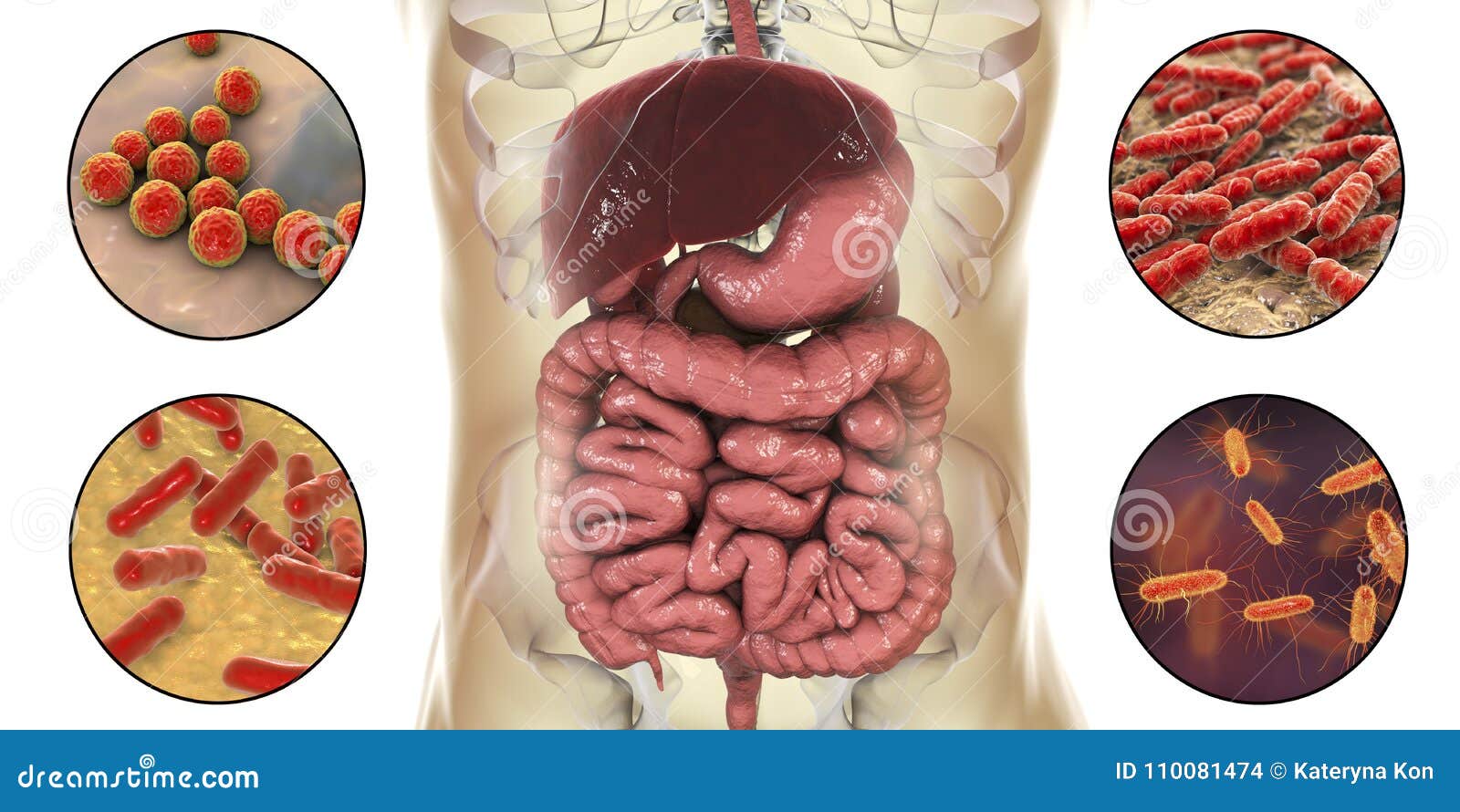 Intestinal Microbiome, Bacteria Colonizing Different Parts of Digestive ...