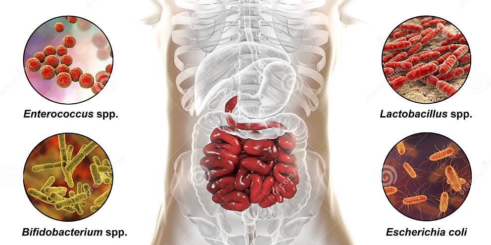 Intestinal Microbiome, Bacteria Colonizing Small Intestine Stock ...