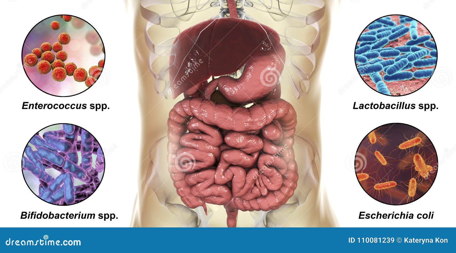 Intestinal Microbiome, Bacteria Colonizing Different Parts of Digestive ...