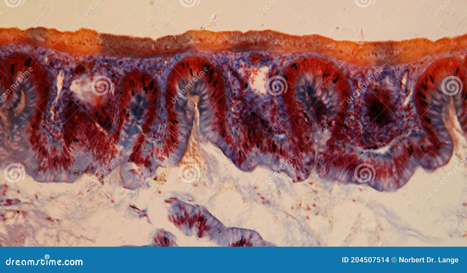 Intestinal Tissue from Frog Stock Footage - Video of transmitted ...