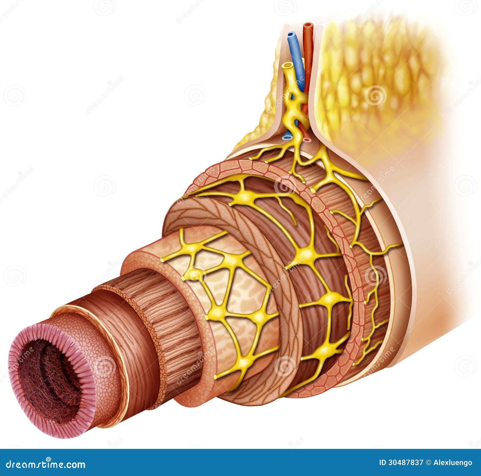 Intestinal Tract Stock Illustration | CartoonDealer.com #30487837