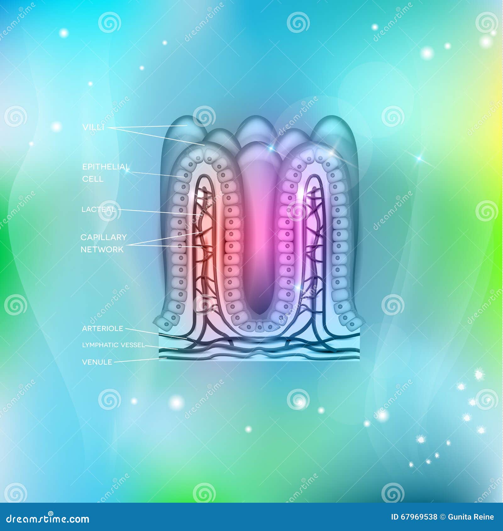 Poster Of Intestinal Flora Gut Health Vector Concept With Bacteria And ...