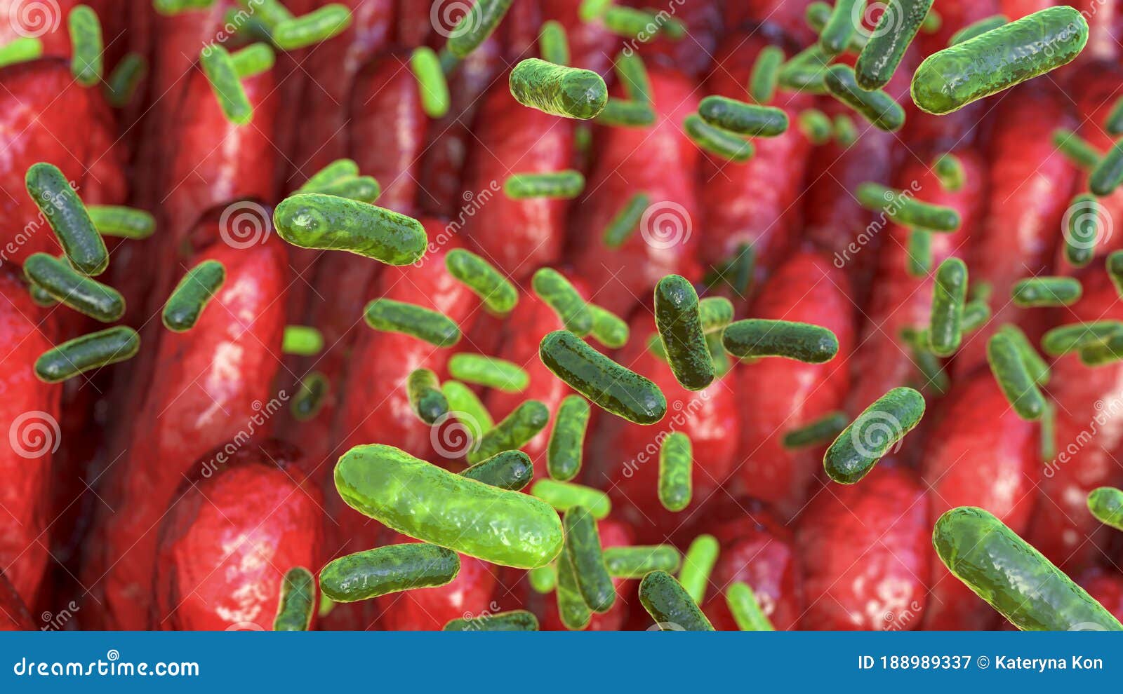 Intestinal Villi with Enteric Bacteria Stock Illustration ...
