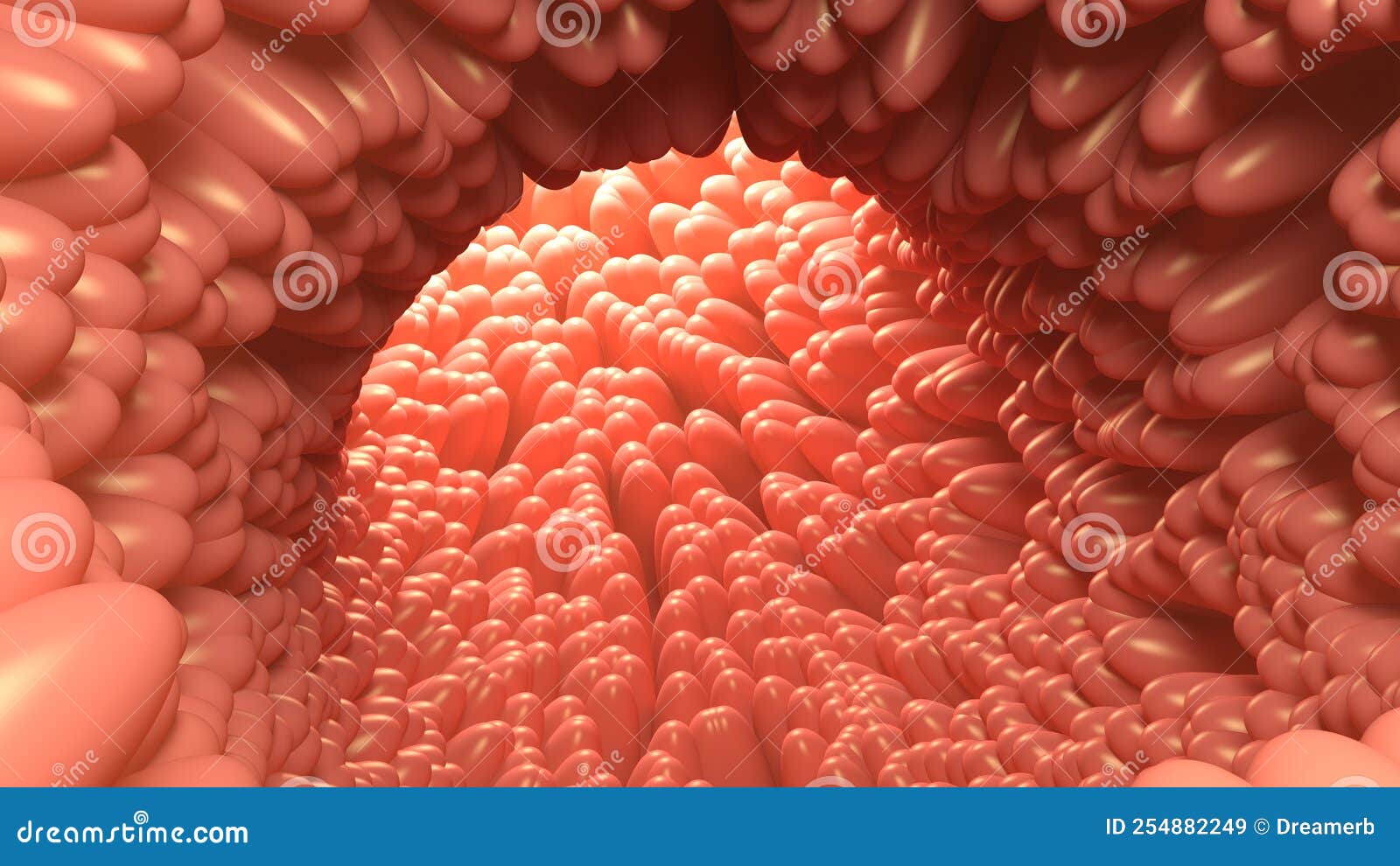 Human Intestine Anatomy Royalty-Free Stock Photography | CartoonDealer ...
