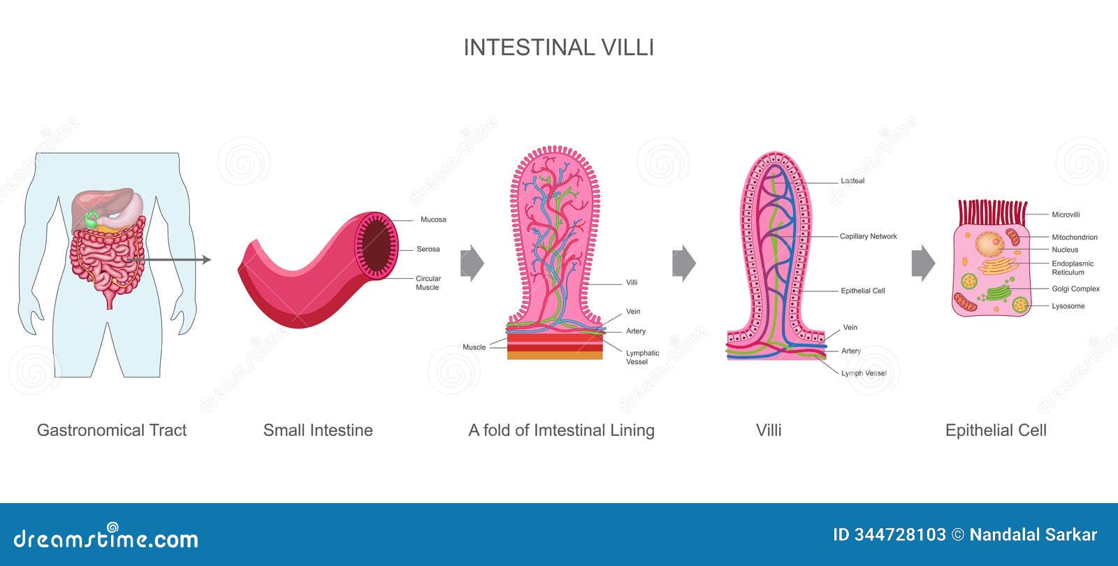 Intestinal Villi are Tiny Projections that Boost Nutrient Absorption in ...