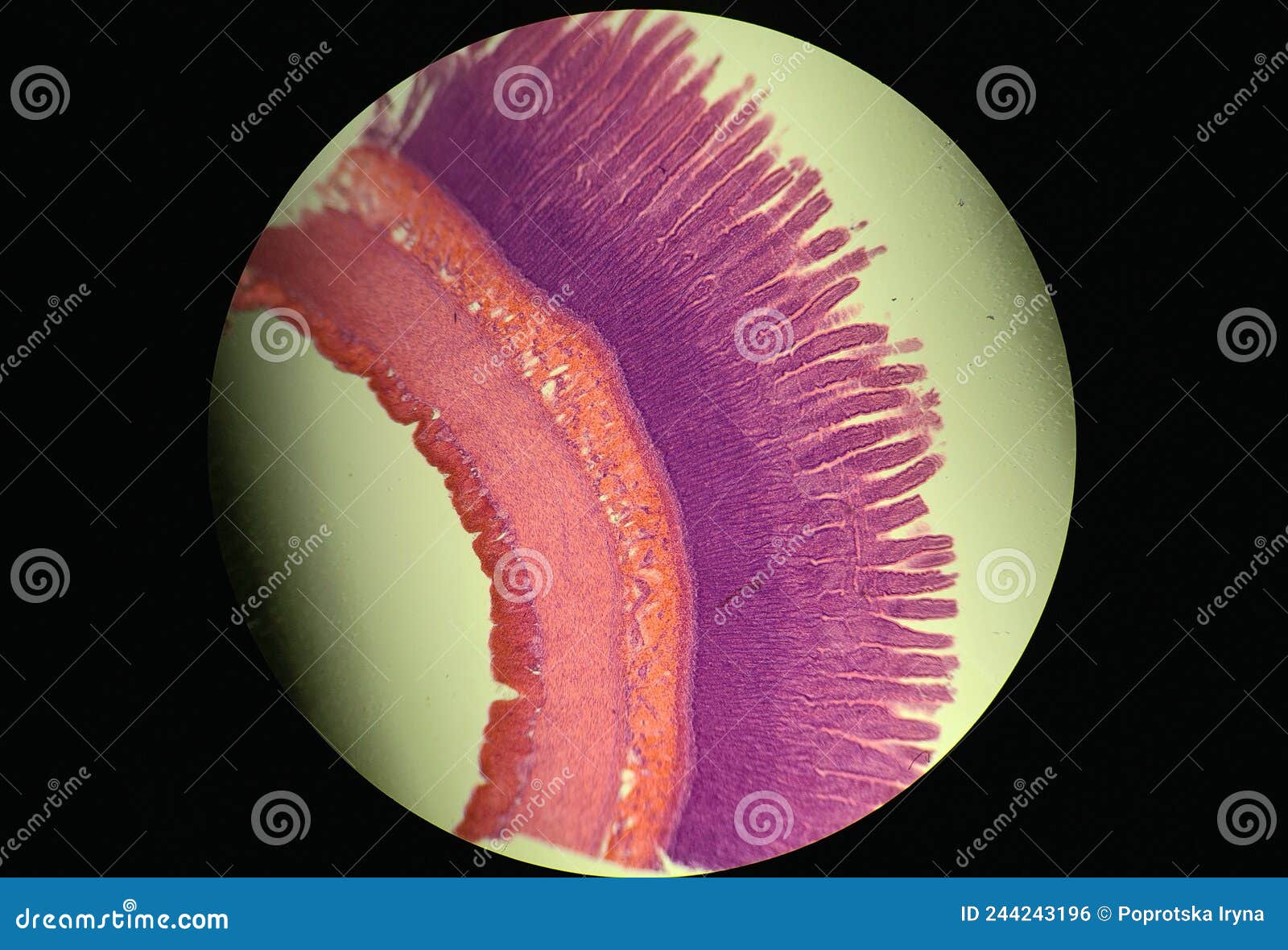Intestinal Wall Under a Microscope, Permanent Preparation Stock Photo ...