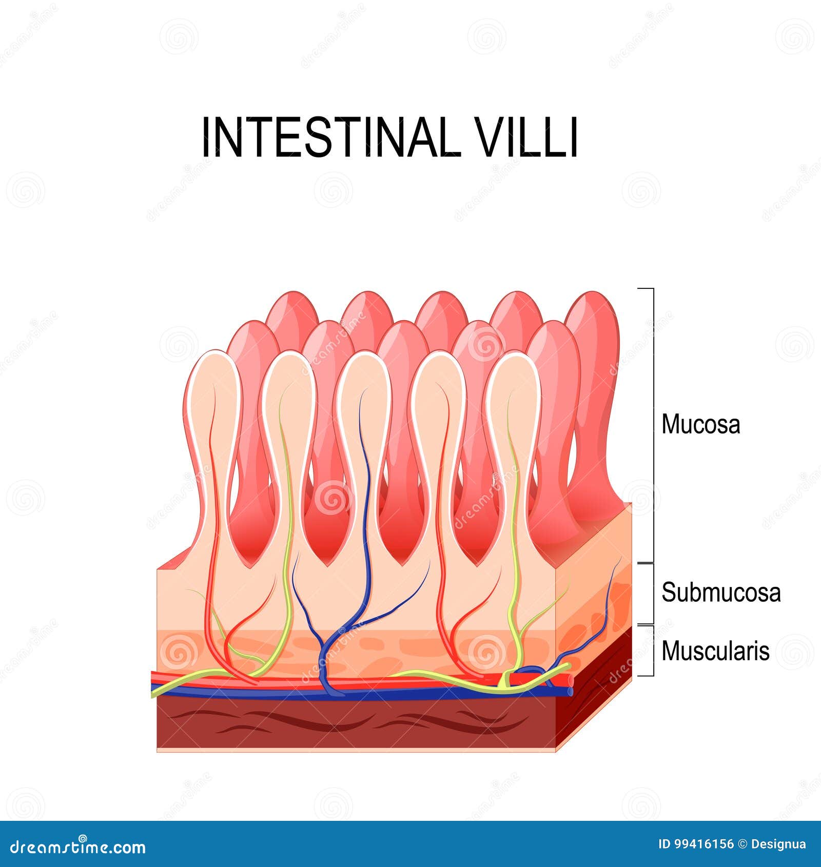 Intestinale Darmzotten vektor abbildung. Illustration von karosserie ...